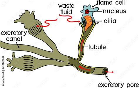 Flatworm Flame Cell Structure Of Element Of Excretory System With Title Protonephridia Of
