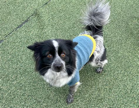 믹스견탄이 강아지책임분양 강아지분양 고양이분양 컴투펫 시츄 셔틀랜드쉽독 말티푸 미니핀 치와와 요크셔테리어 포메라니안 말티즈 분양