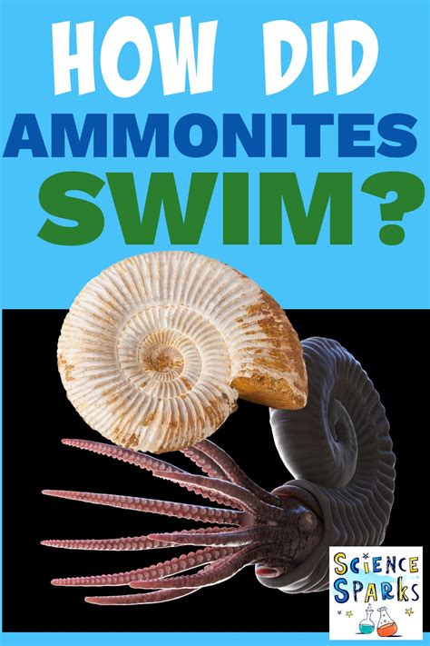 Ammonites
