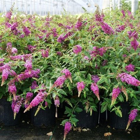 Lo And Behold® Pink Micro Chip Butterfly Bush Proven Winners Colorchoice Flowering Shrubs