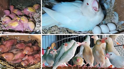lovebirds mutation and java sparrows breeding setup youtube