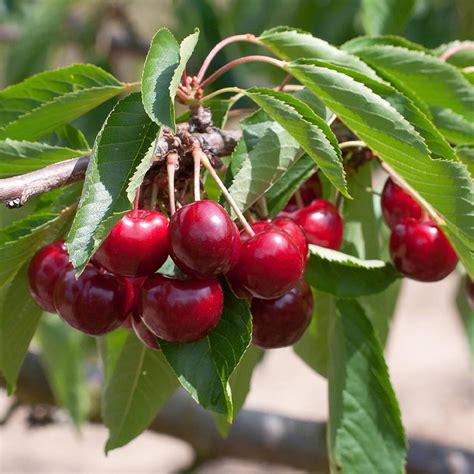 체리나무묘목 3 4년생 결실주 에이치비한밭농원주