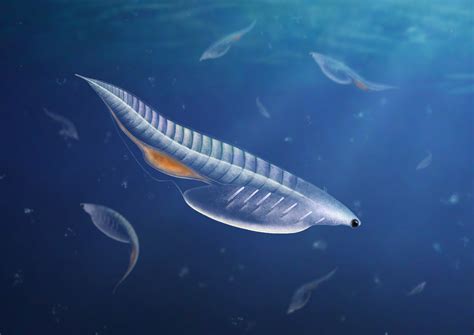 Researchers Discover New Species Of Chordate Department Of Organismic