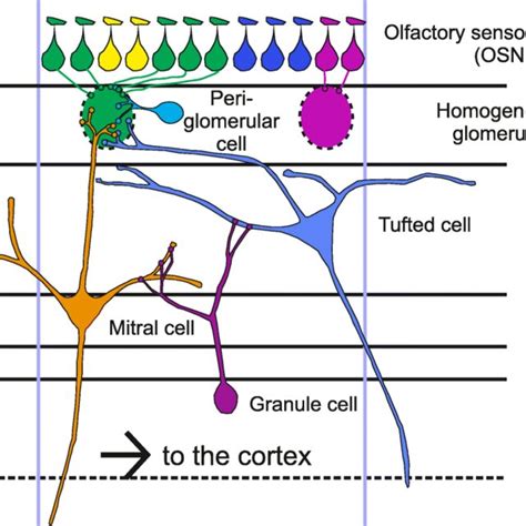 Projections Of Olfactory Sensory Neurons Osn To The Olfactory Bulb