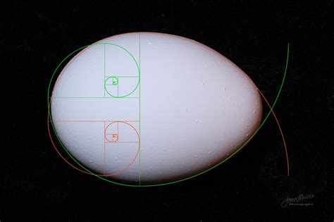 Egg And Fibonacci Spiral