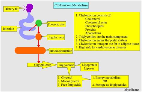 Lipoprotein Part 4 Chylomicron