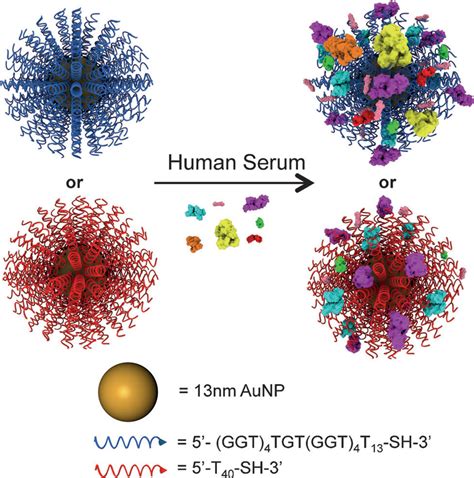 Spherical Nucleic Acid Nanoparticle Conjugates Enhance G Quadruplex