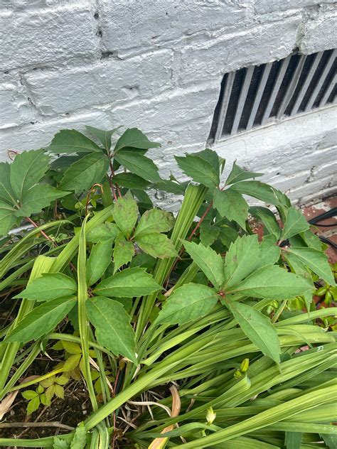 Central Virginia Usa Poison Ivy Rwhatplantisthis
