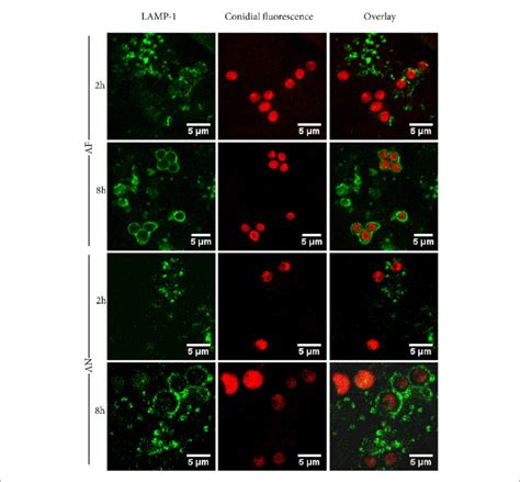 Aspergillus Fumigatus And A Niger Conidia Co Localize With Lamp 1 Download Scientific