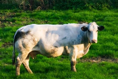 Portrait Of A Pregnant Cow Stock Image Image Of Field 347934831