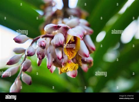 Closeup Of Shell Ginger Flower Inside The Spice Garden Mahe
