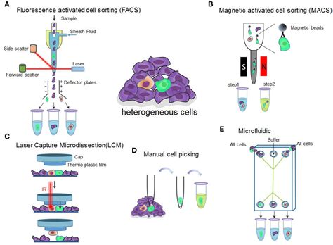 single cell sorting