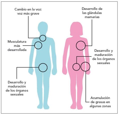 Cambios Físicos Ocurridos En El Periodo De La Adolescencia 2018