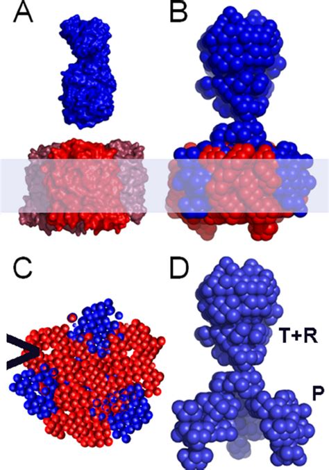 The Ompf Colicin Complex Modeled From Sans Data A Surface Download Scientific Diagram