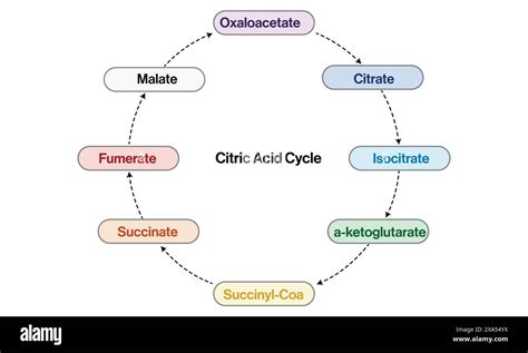 Citric Acid Flowchart Hi Res Stock Photography And Images Alamy