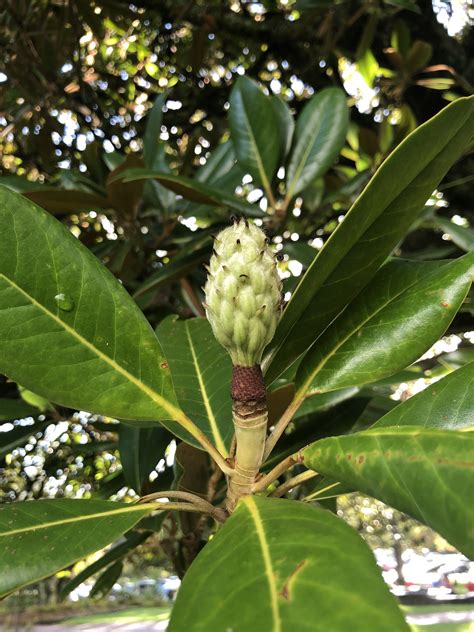 Magnolia Tree Leaves