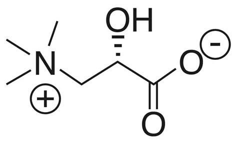 Acetyl-L-Carnitin nach Dr. med. Michalzik, 100 Kapseln ...