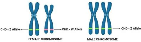 Chd Alleles In Female Zw And Male Zz Chromosomes In Sarus Crane