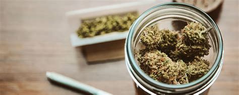 Can You Smoke Weed Stems 4 Practical Uses Nuggmd