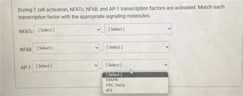 Solved During T Cell Activation Nfatc Nfkb And Ap 1