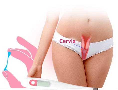 Ovulation Signs And Symptoms Dr Sonal Womens Care