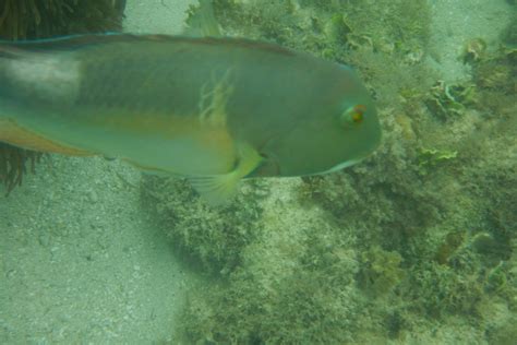 The Anchor Tuskfish Whats That Fish