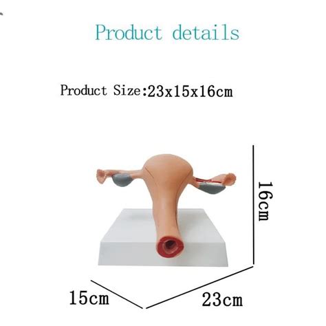 Female Reproductive System Anatomy Model Drtobe