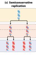 Chapter DNA Replication And Recombination Flashcards Quizlet