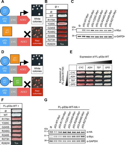 Transcriptional Activity And Dominant Negative Effect Of Hotspot