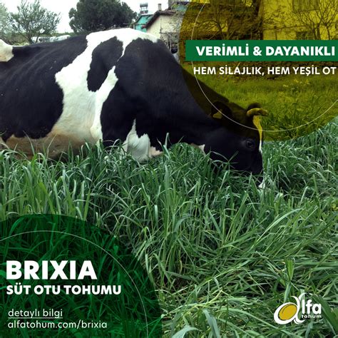 Brixia Süt Otu Tohumu Alfa Tohum