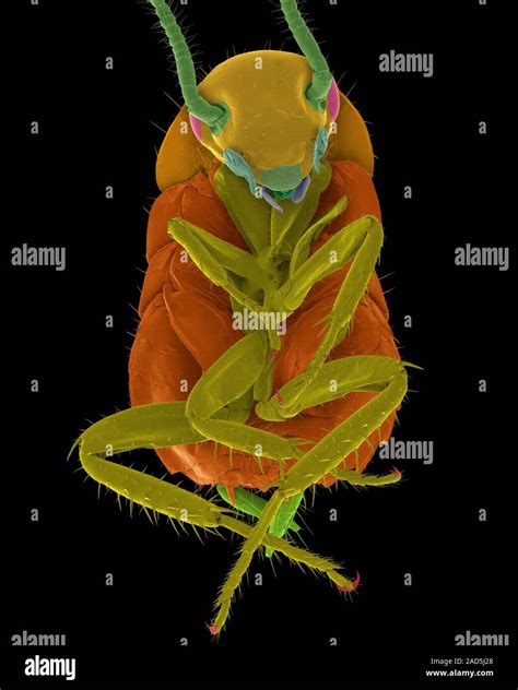 Coloured Scanning Electron Micrograph Sem Of American Cockroach