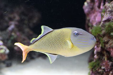 Crosshatch Triggerfish Zoochat