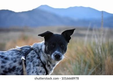 Blue Heeler Dalmation Mix