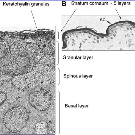 Skin Structure And Function The Human Epidermis Evolves During Download Scientific Diagram