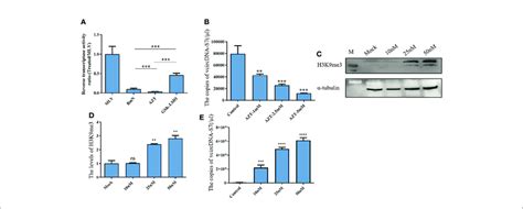 reverse transcriptase activity is involved in the formation of