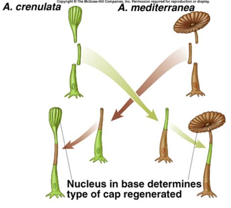 Biology Test 1 Dna Replication Transcription Translation Genetic Technology And Hardy