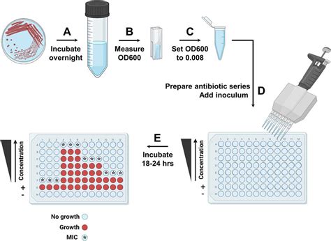 Schematic Overview Of The Antibiotic Mic Value Determination Protocol