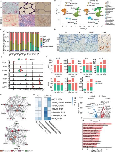 Pathological Manifestations And Single‐cell Transcriptomes Of The