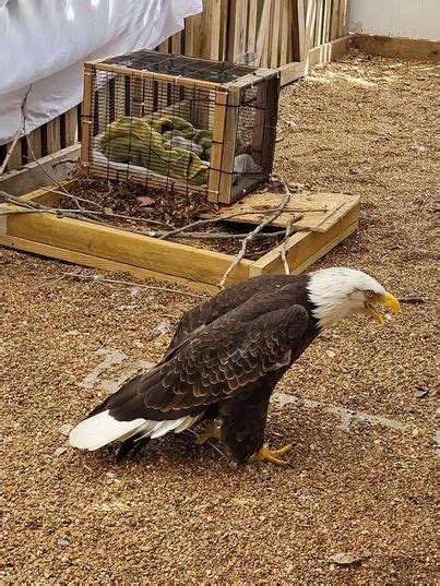 From Rock To Egg The Heartwarming Journey Of Murphy The Eagle Switch News