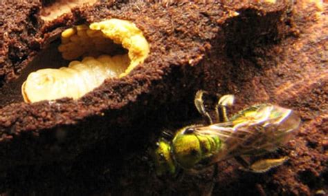Sweat Bees 7 Quick Facts And More The Best Bees Company