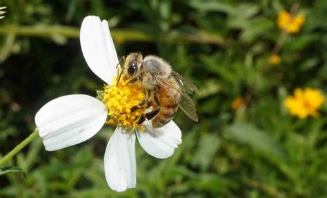 Common Bees In Michigan With Pictures Common Bees In Michigan With Pictures