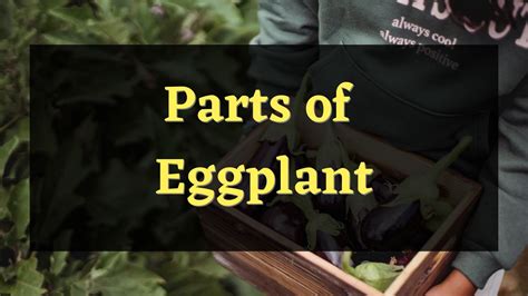 6 Parts Of An Eggplant And Its Uses — Plantworksnyc