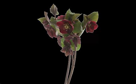 Helleborus Mammoth Red Marginpar