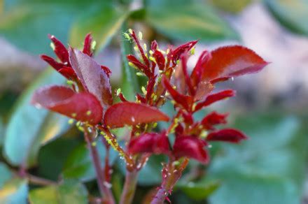 How To Get Rid Of Aphids 12 Organic Methods That Work