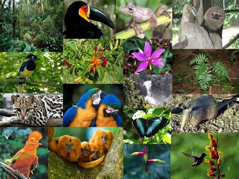 Selva Tipos Fauna Flora Y Sus Caractersticas Ovacen Sabana Tipos