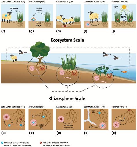 Biota‐mediated Carbon Cycling—a Synthesis Of Biotic‐interaction