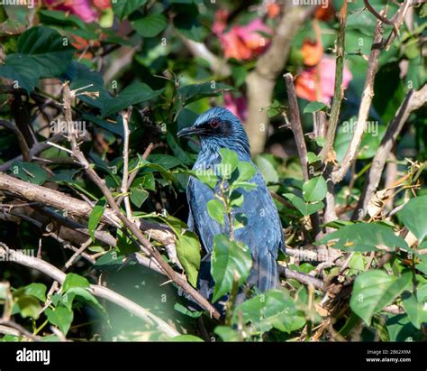 Blue Mockingbird Melanotis Caerulescens Perched In Dense Vegetation