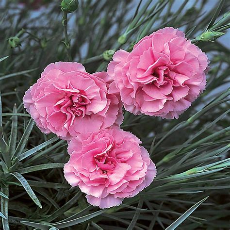 1 Oscar Pink And Purple Dianthus Carnation Plant 61850 The Home Depot