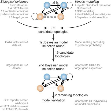 Model Selection And Validation Workflow Download Scientific Diagram