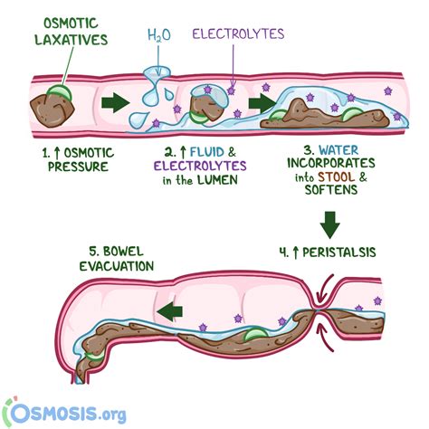 Laxatives And Cathartics Notes Diagrams Illustrations 43 Off